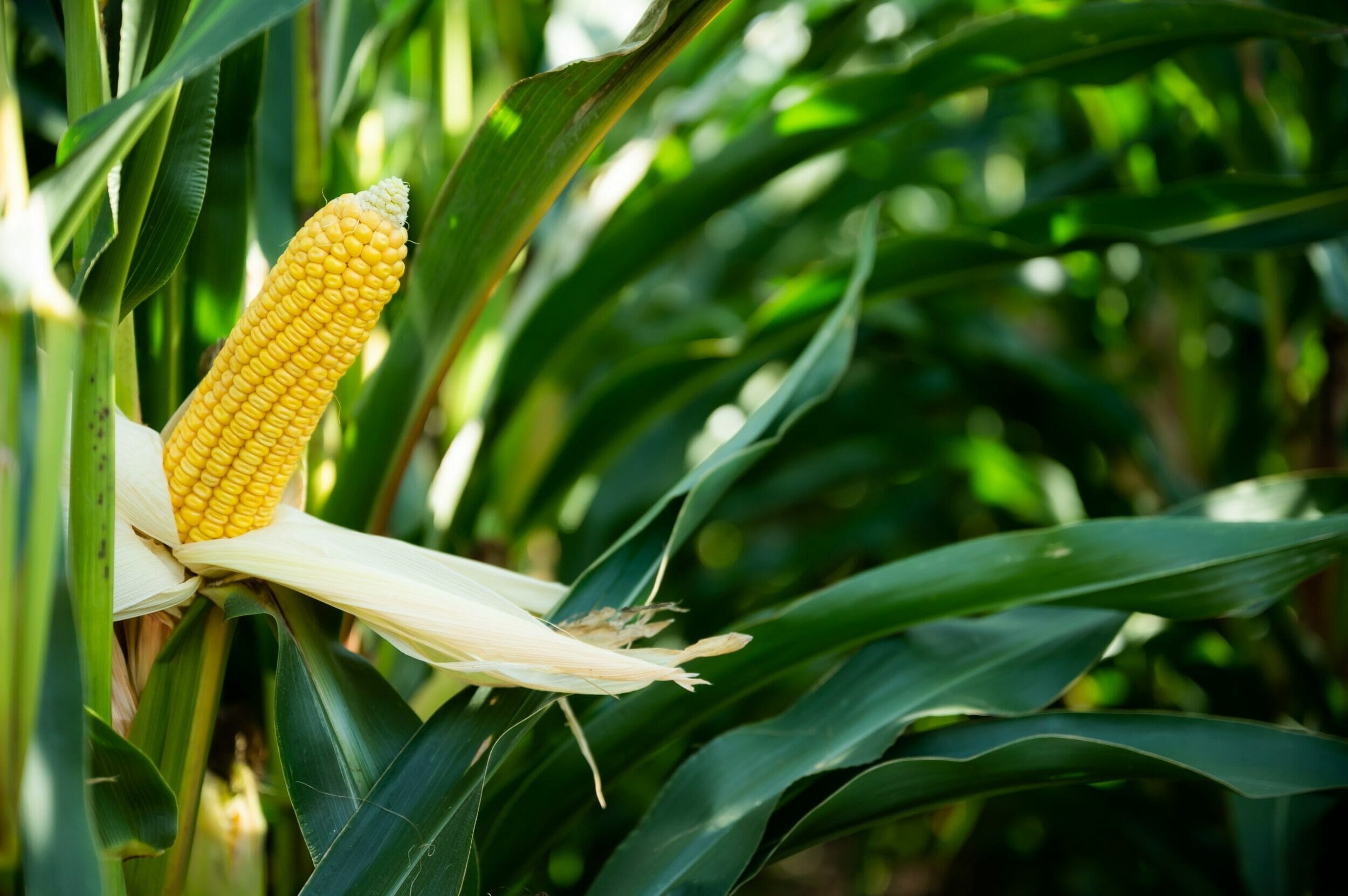 Your Trusted Seed Partner In A Changing World - LG Seeds