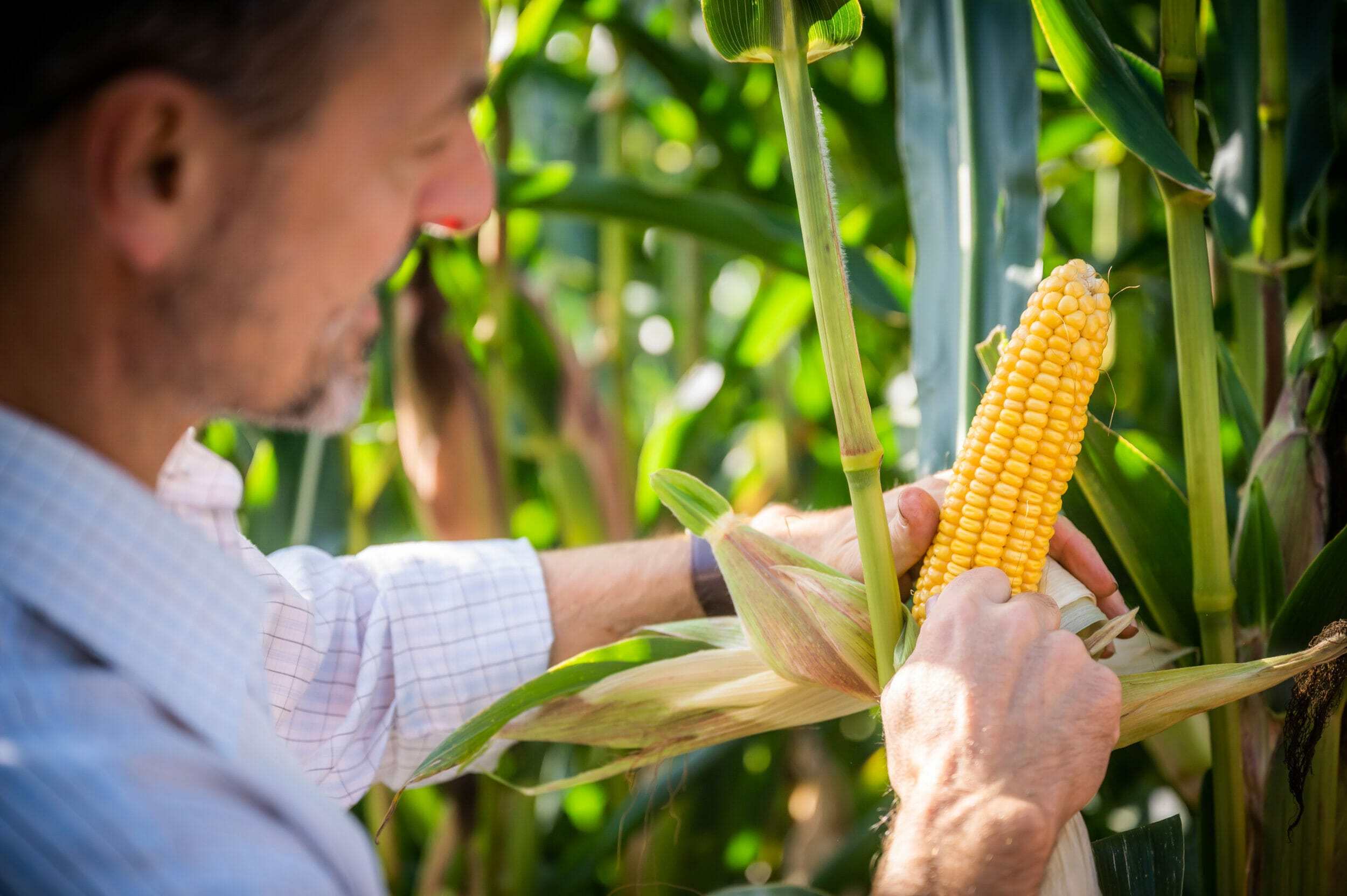 Browse Maize Varieties - LG Seeds