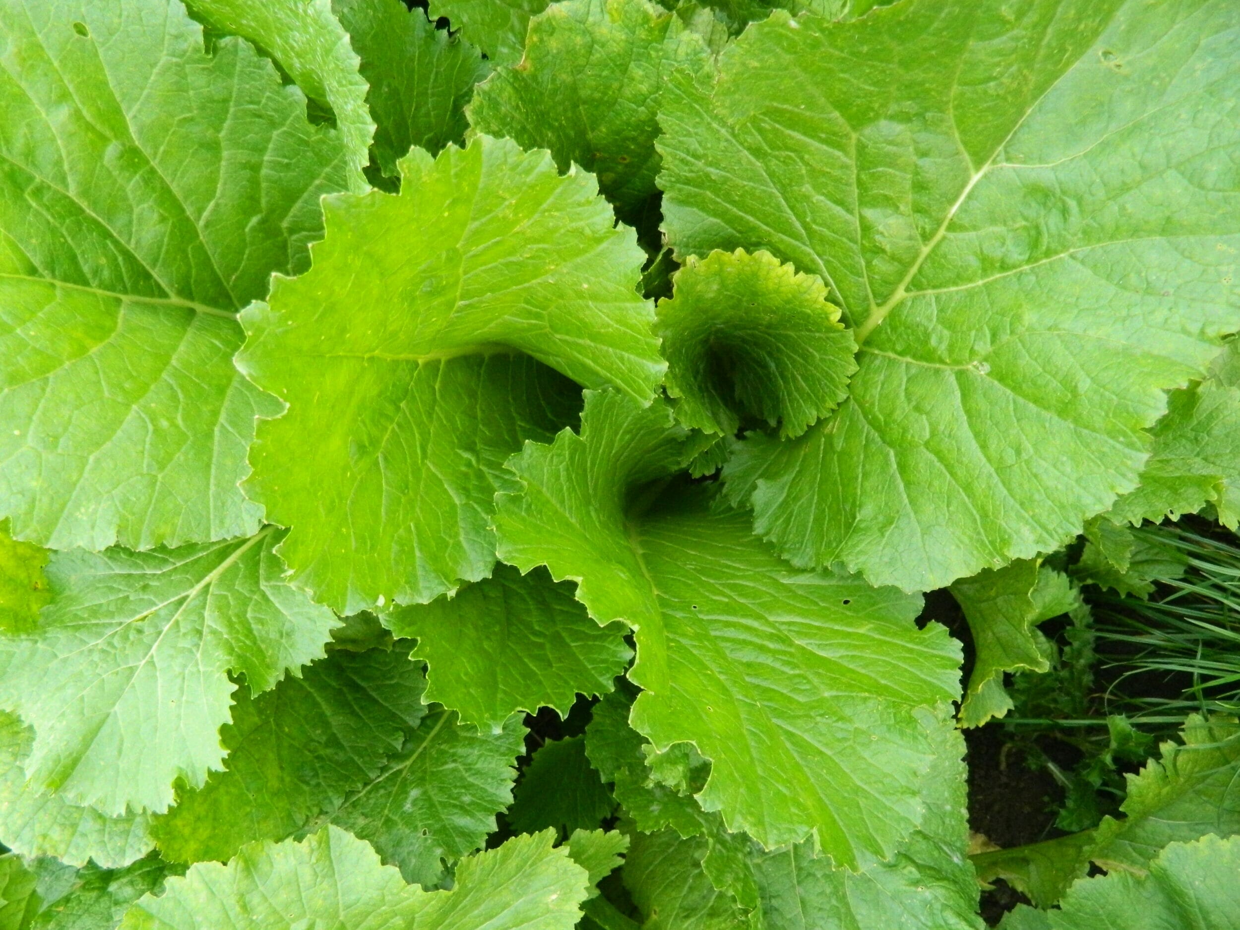 Your Trusted Seed Partner In A Changing World - LG Seeds