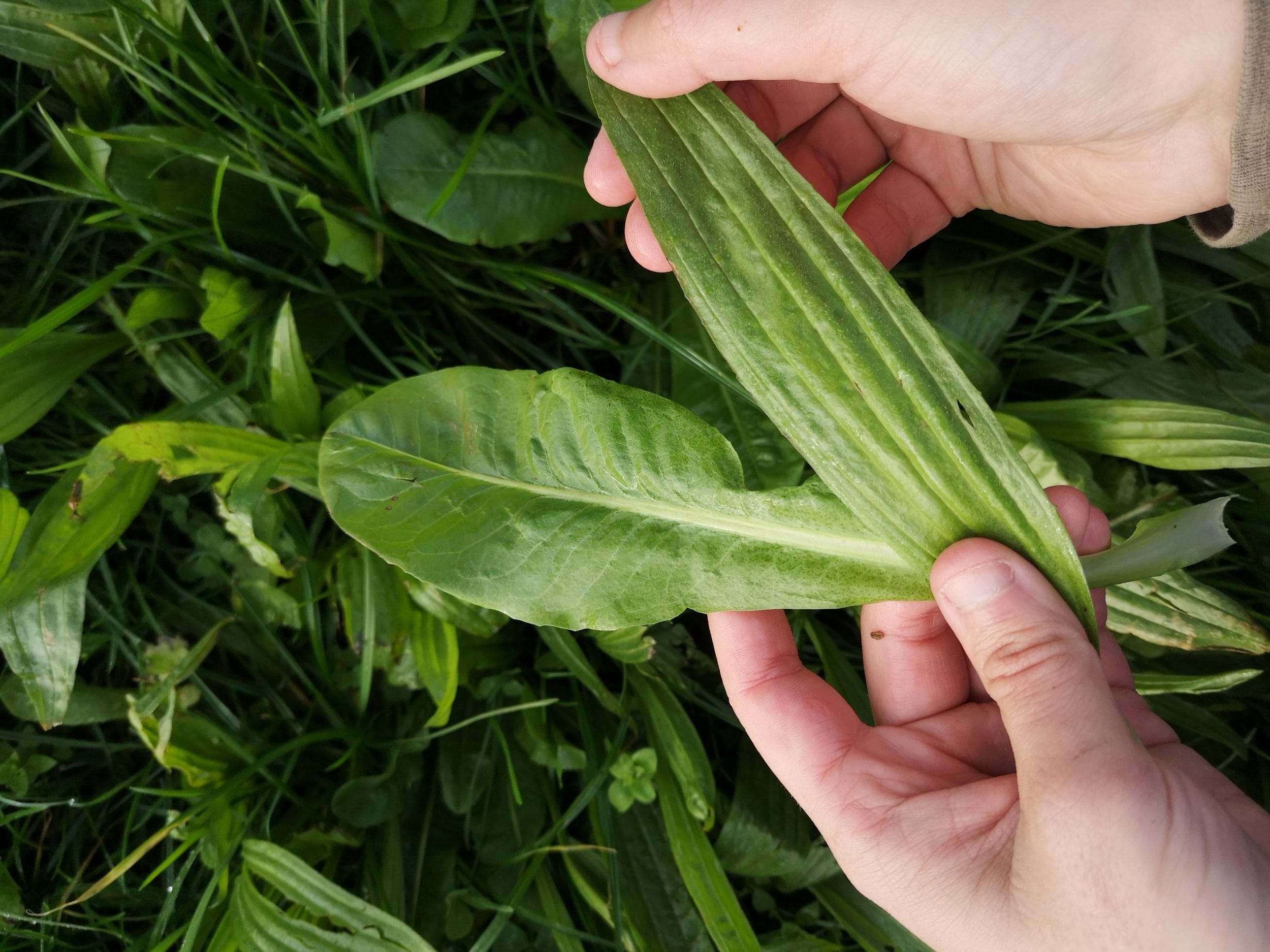 Your Trusted Seed Partner In A Changing World - LG Seeds